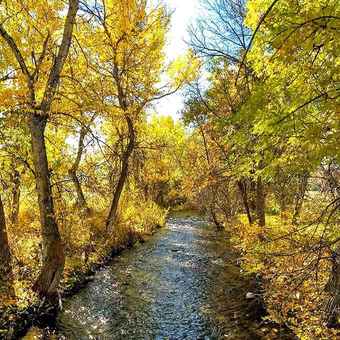 Autumn paints Spring Meadow's creek in impossible golds. A masterpiece that makes Vermont's fall foliage look like amateur hour.
