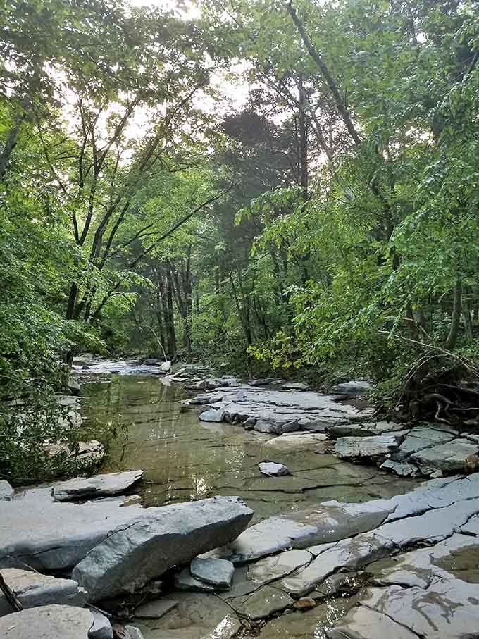 The forest's natural air conditioning system includes this rocky stream&mdash;nature's version of a five-star resort water feature.