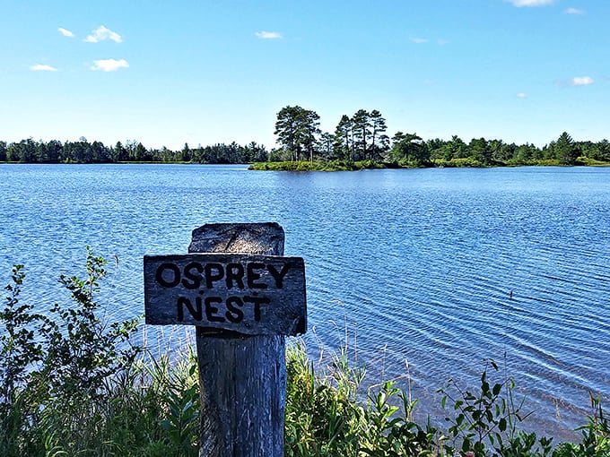 "Osprey Nest" &ndash; nature's penthouse suite with waterfront views and complimentary fishing included in the room rate.