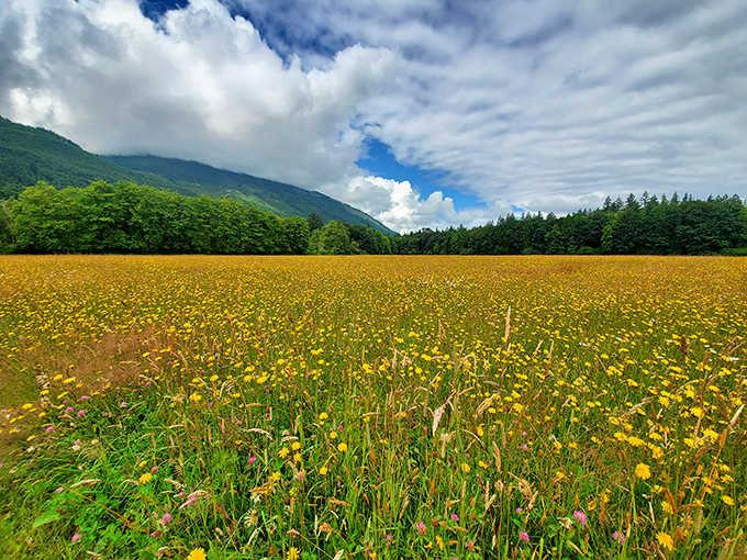 Wildflower meadows that make you wonder if you've accidentally wandered into a Bob Ross painting. "Happy little flowers" as far as the eye can see.