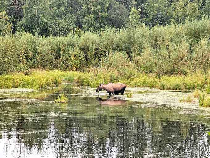 "Excuse me, just grabbing some lunch." When a moose crashes your nature photography session, you simply thank them for the perfect shot.