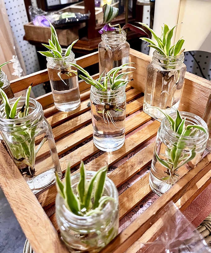 Nature meets nostalgia in these mason jar propagations&mdash;tiny green promises that even the most notorious plant-killer might keep alive.
