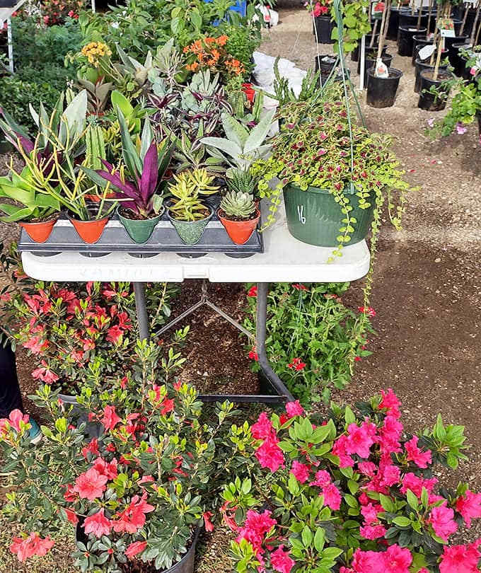 Vibrant flowers and succulents bring natural beauty to this concrete jungle of commerce and discovery.