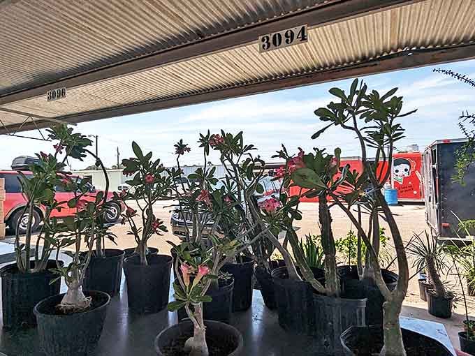 Desert-hardy plants that practically whisper, "Even you can't kill me." Nature's most forgiving roommates lined up for adoption.