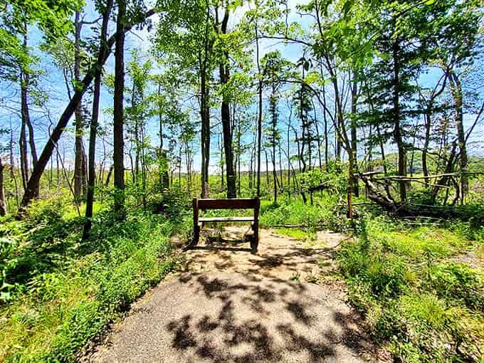 Nature's rest stop: a simple bench positioned perfectly for trail-weary legs. The forest seems to pause here too, creating a pocket of contemplation.