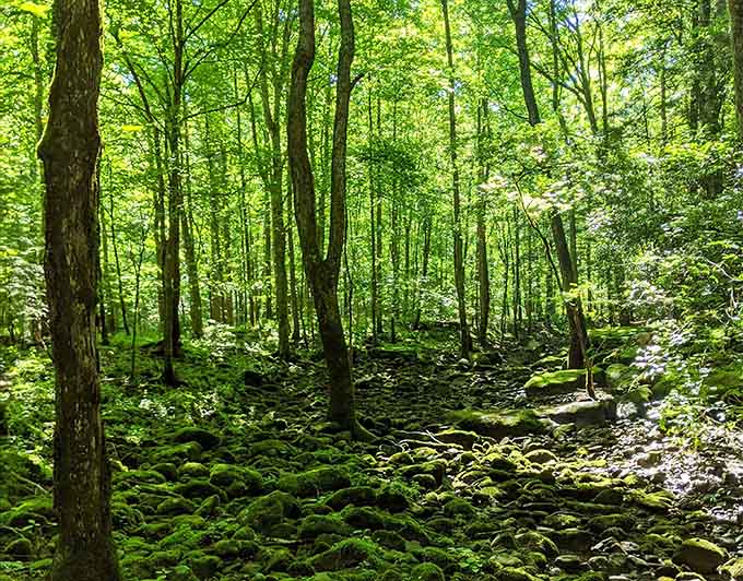 Moss-covered rocks create nature's plushest carpet through old-growth forest. Stepping here feels like walking through Middle Earth without the orcs.