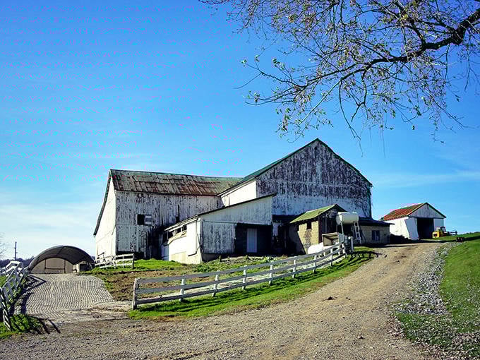A weathered barn and outbuildings tell stories of generations past in Ohio's peaceful Amish countryside near Walnut Creek.
