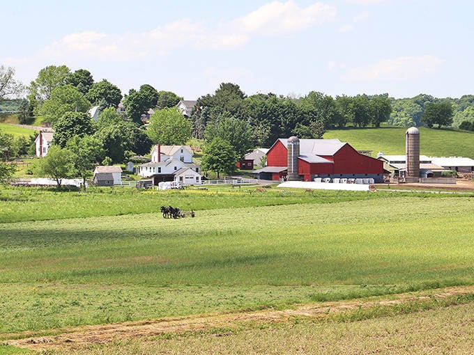 Red barns dot the landscape like exclamation points, celebrating the beauty of honest work and simple living.