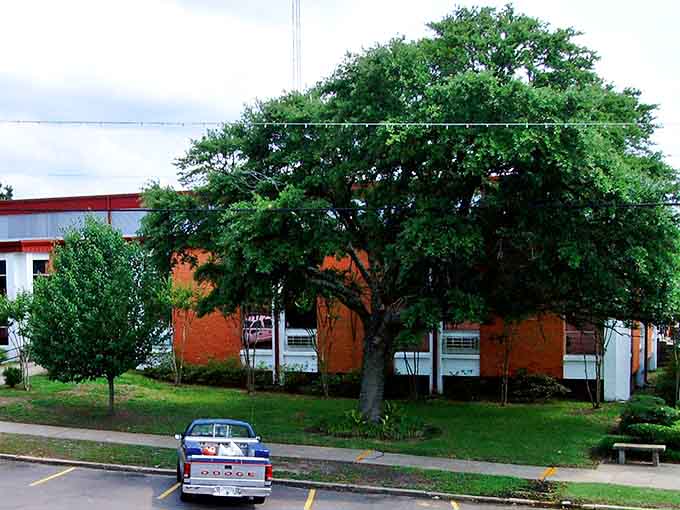 That magnificent oak tree in Winnfield provides more natural air conditioning than any modern system. Nature's own comfort station!