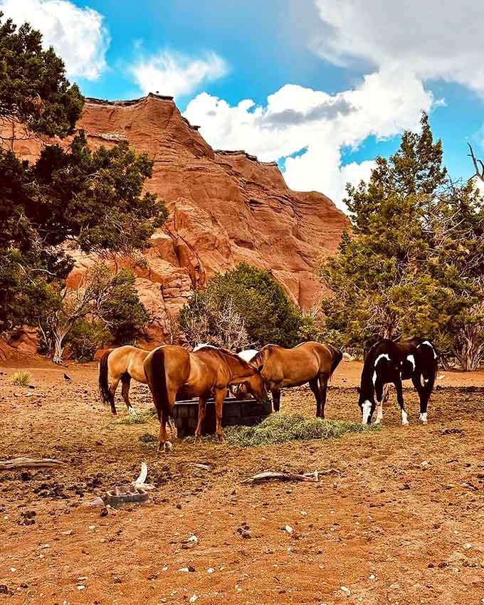 These horses know they've got the best office view in Utah, casually munching hay beneath million-year-old monuments.
