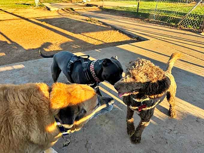 Three furry friends enjoying Norman's dog park prove that retirement is better with companions. Their wagging tails say more than words ever could.