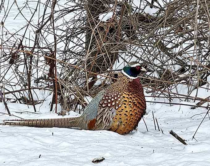 A ring-necked pheasant shows off nature's impeccable fashion sense, strutting through the snow like it's on a wilderness runway.