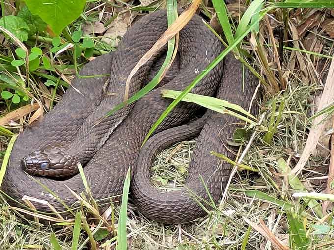Wisconsin's version of wildlife excitement &ndash; a harmless northern water snake reminding you this isn't just your backyard.