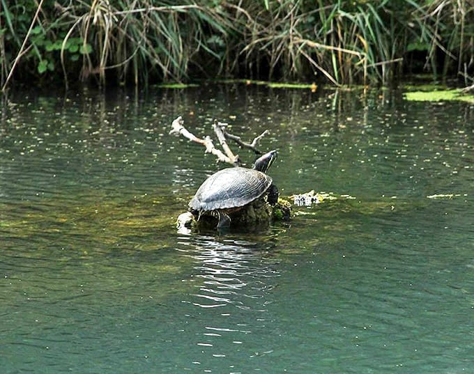 "Excuse me, I was sunbathing here." This turtle has found the perfect rock spa day spot in the crystal-clear waters.