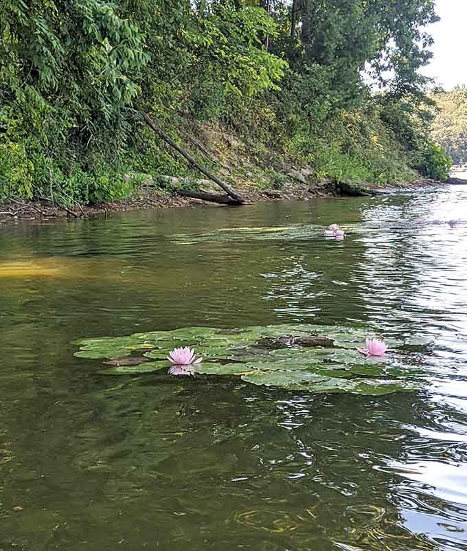 Water lilies stage their pink performance against a backdrop of green&mdash;nature's version of dinner and a show.