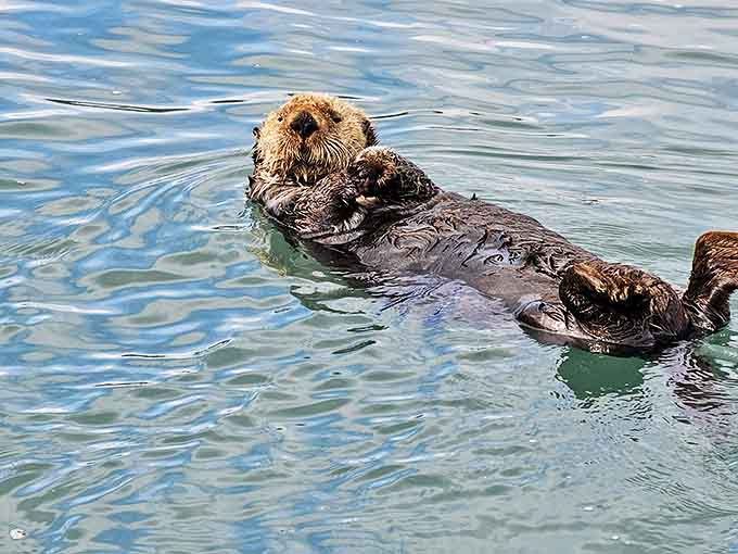 This sea otter has mastered the art of relaxation better than any wellness influencer. Float, snack, repeat&mdash;nature's perfect spa day.