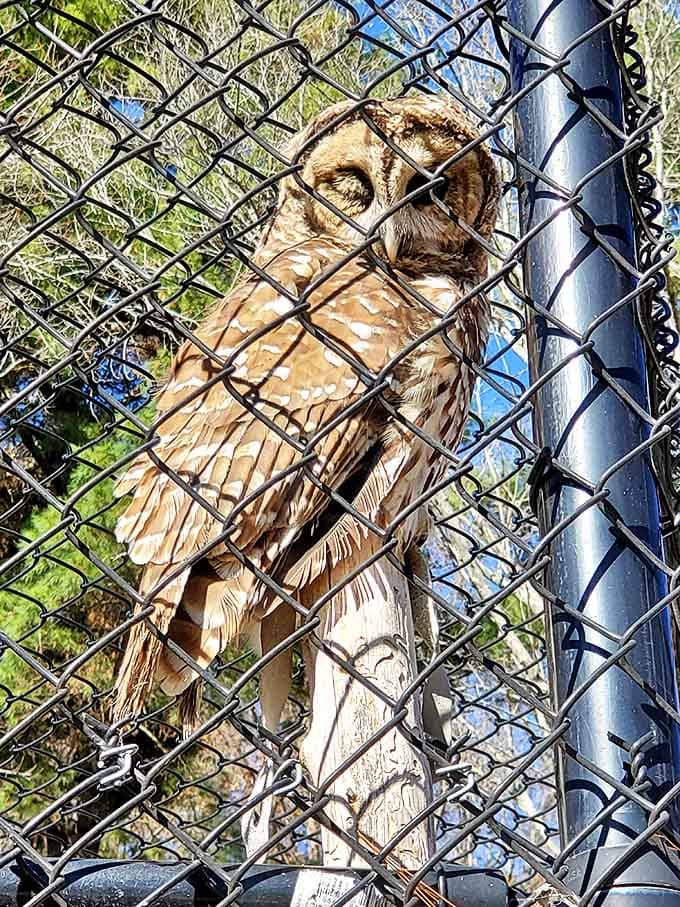 "Who goes there?" This wise resident seems unimpressed by visitors. Nature's original night watchman taking a rare daylight shift.