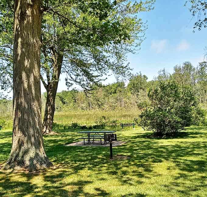 Picnic perfection under ancient trees. This spot has hosted countless family gatherings, each one adding to the invisible tapestry of shared memories.