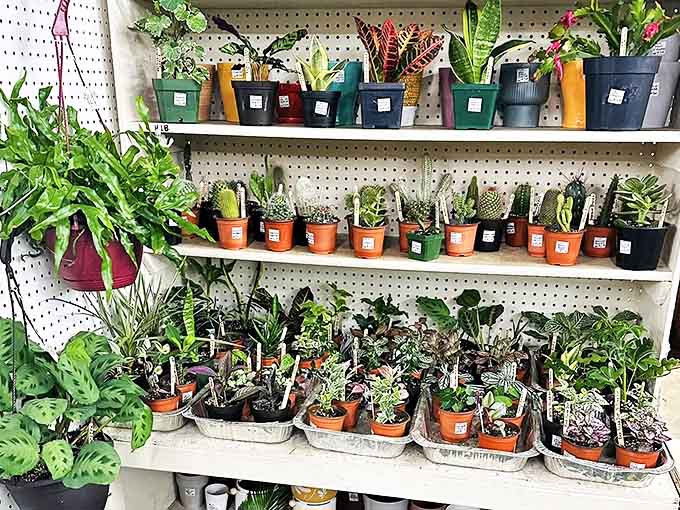 Plant parents, rejoice! This green corner offers potted possibilities for those looking to bring home a living souvenir from their treasure-hunting expedition.