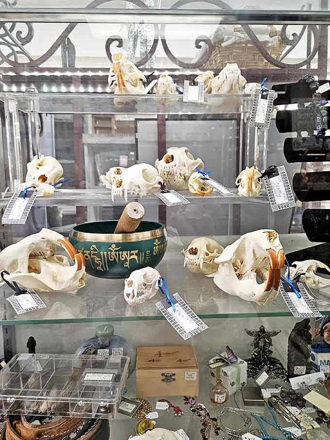 A macabre collection for the curious collector. These animal skulls transform natural history into conversation-starting d&eacute;cor.