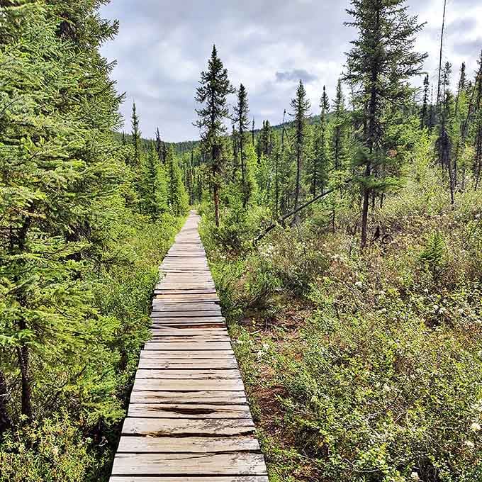 This boardwalk trail says, "Yes, you can experience pristine wilderness without sacrificing your clean hiking boots." Engineering meets enchantment.