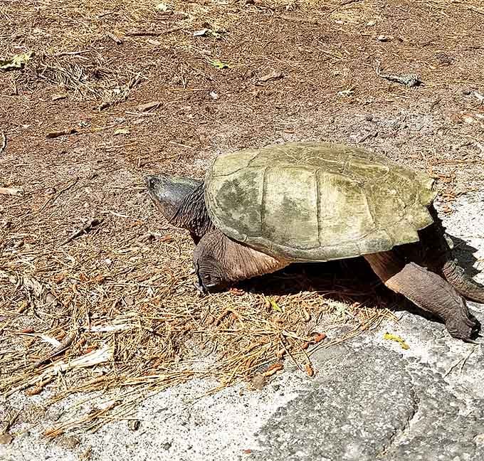 The local wildlife moves at its own pace. This snapping turtle, nature's original slow food advocate, has probably seen decades of park visitors come and go.