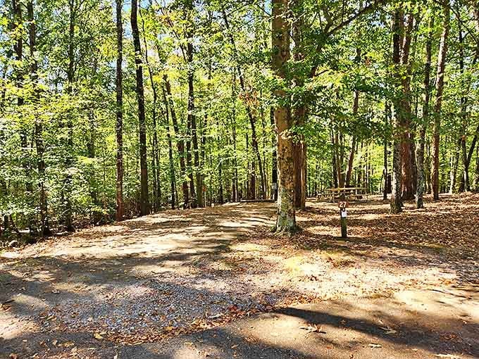 Dappled sunlight playing hide-and-seek through ancient trees. These woodland paths offer shade and serenity in equal, generous portions.
