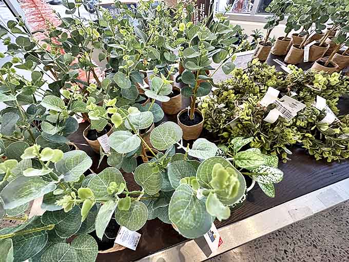 Green thumbs rejoice! These potted plants offer instant home beautification without the usual garden center sticker shock&mdash;nature at thrift store prices.