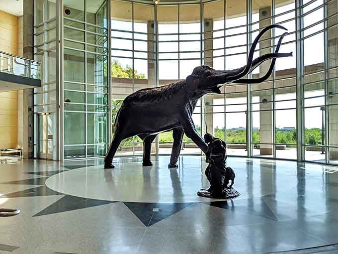 The Sam Noble Museum's majestic mammoth greets visitors with prehistoric grandeur. Standing beneath those tusks makes your problems seem delightfully small.