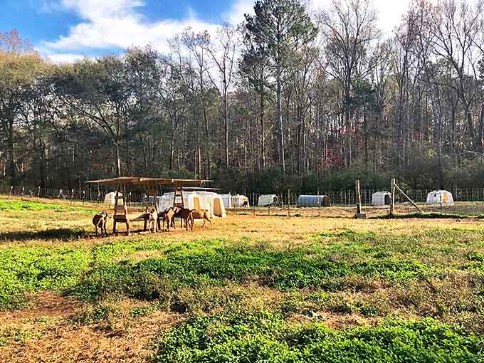 Split Creek Farm's pastoral setting gives these lucky goats a lifestyle that would make wellness influencers jealous. Free-range living before it became a marketing term.