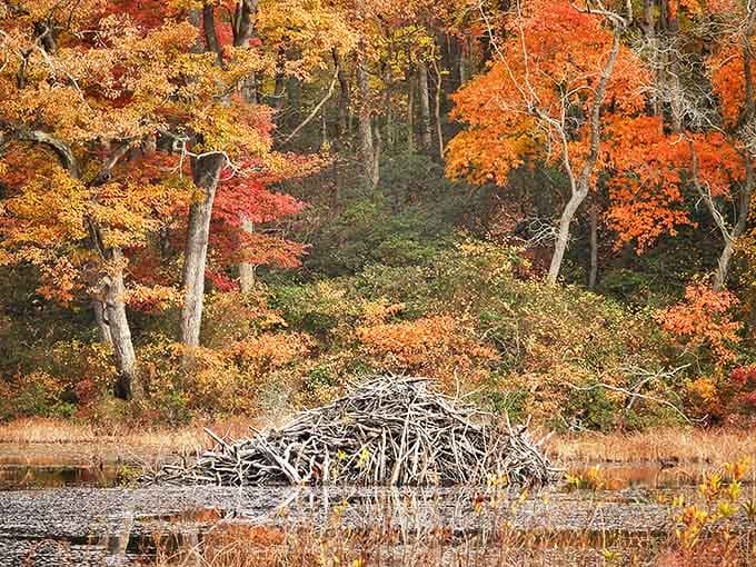 Autumn's paintbrush transforms Elk Neck into a masterpiece of crimson and gold, with a beaver lodge providing the perfect artistic centerpiece.