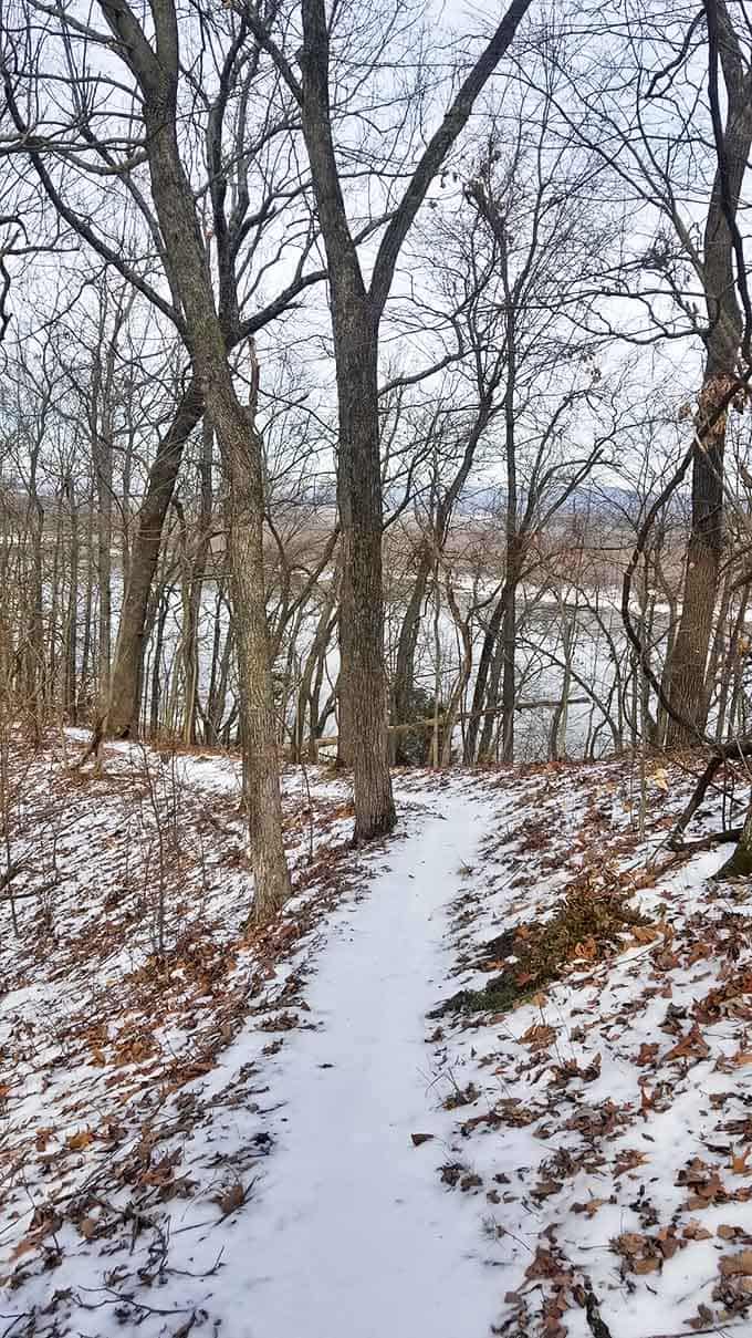 Winter transforms familiar trails into magical pathways. Snow dusts the forest floor while the Mississippi flows on, indifferent to seasonal fashion trends.