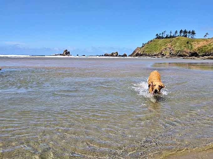 Pure joy has four legs and a wet coat at Ecola. This golden retriever understands vacation better than most humans ever will.