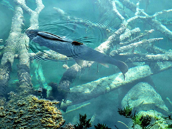Underwater tree branches preserved like nature's sculpture garden, with fish playing the role of art critics.