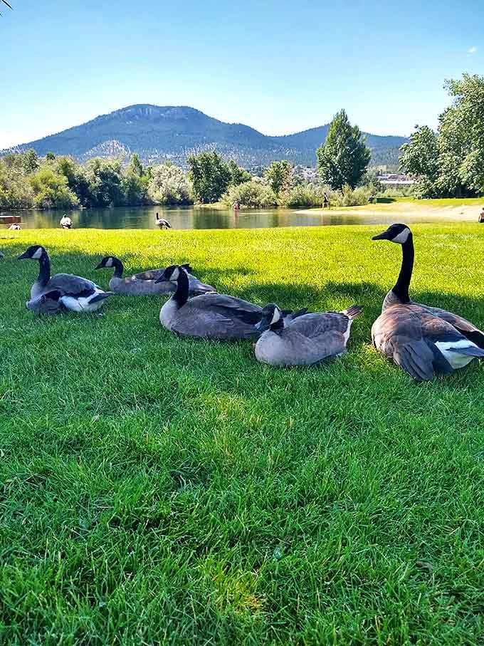 The park's unofficial welcoming committee takes a break between shifts. These Canada geese have better landscaping than most suburban neighborhoods.