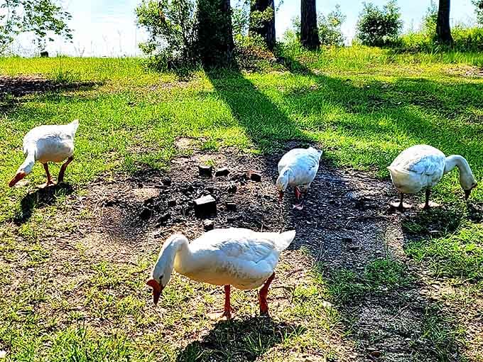 The park's resident welcoming committee waddles freely about, reminding visitors that we're all just guests in their natural habitat.