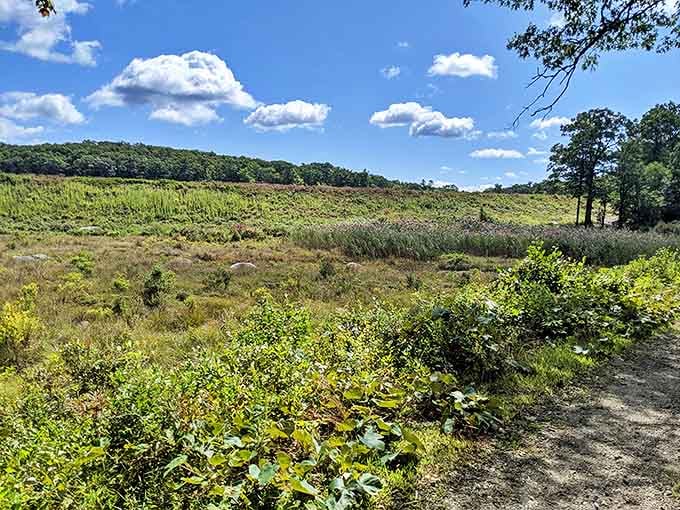 Open meadows break up the forest canopy, creating diverse ecosystems where wildlife thrives and hikers pause to catch their breath.