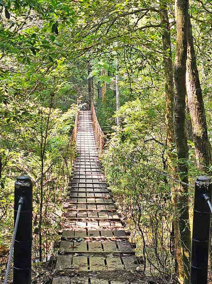 This suspension bridge isn't just a crossing&mdash;it's an adventure. Each step brings you deeper into wilderness that feels deliciously remote.
