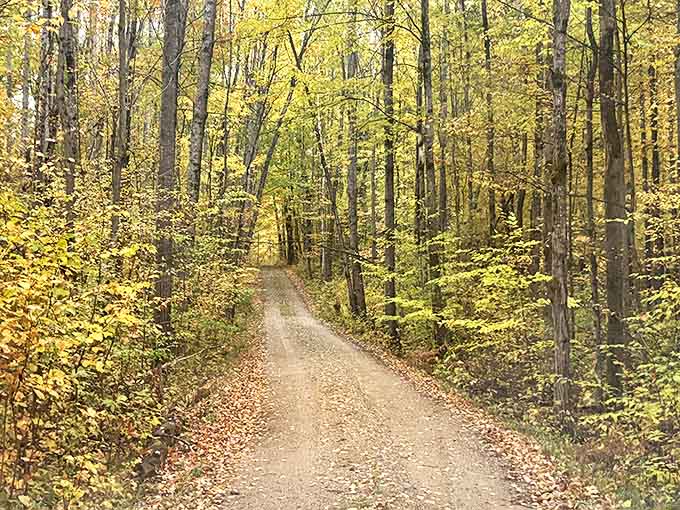 Fall in Michigan isn't just a season, it's a spectacular show where forest trails become golden tunnels to simpler pleasures.