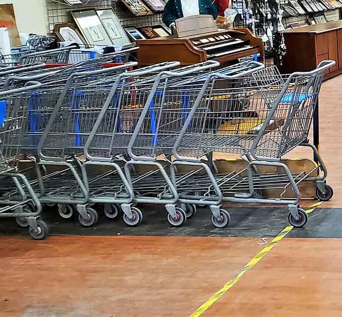 Shopping carts lined up like eager racehorses at the starting gate, ready for their next treasure-hunting expedition.