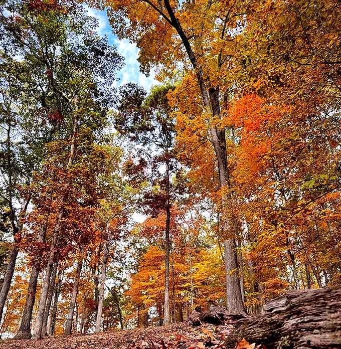 Fall foliage that makes New England jealous. These trees don't just change color—they throw a full-on autumn celebration worth traveling for.
