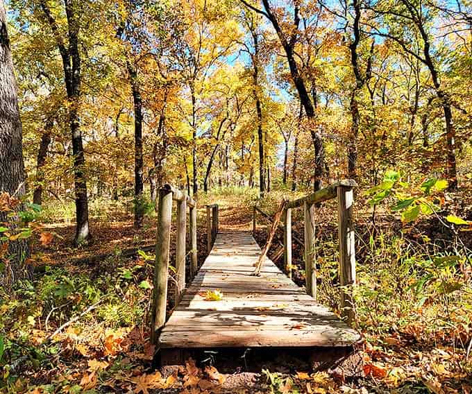This humble wooden bridge has launched more Instagram posts than most influencers, connecting visitors to autumn's golden showcase.