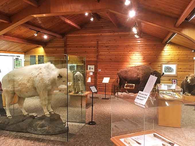 Inside the National Buffalo Museum, the displays tell the story of America's most iconic prairie animal. From near-extinction to conservation success story.
