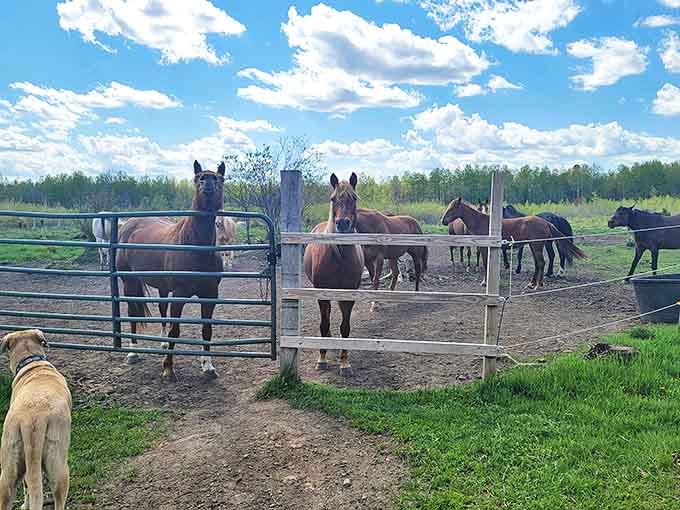 These curious horses seem to be asking, "Got treats?" at one of Hibbing's equestrian centers, where rural traditions remain strong in the North Country.