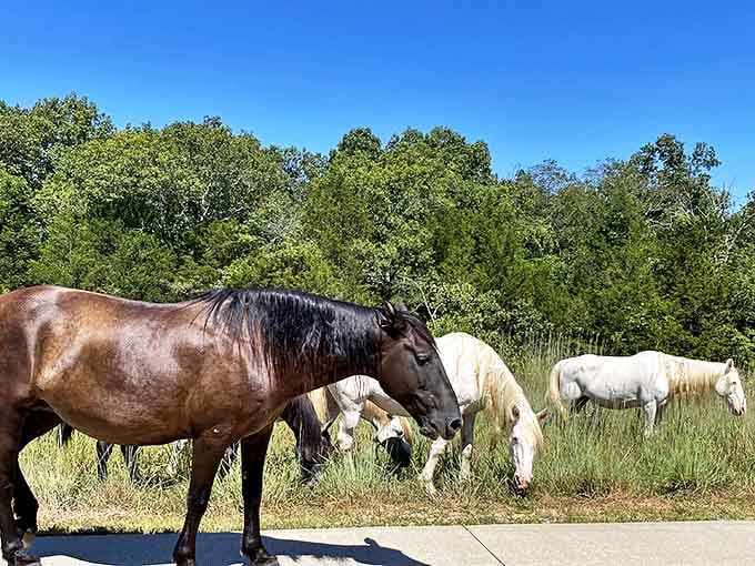 Majestic horses graze peacefully along the trail, their casual "we live here" attitude making them the coolest residents of Echo Bluff.