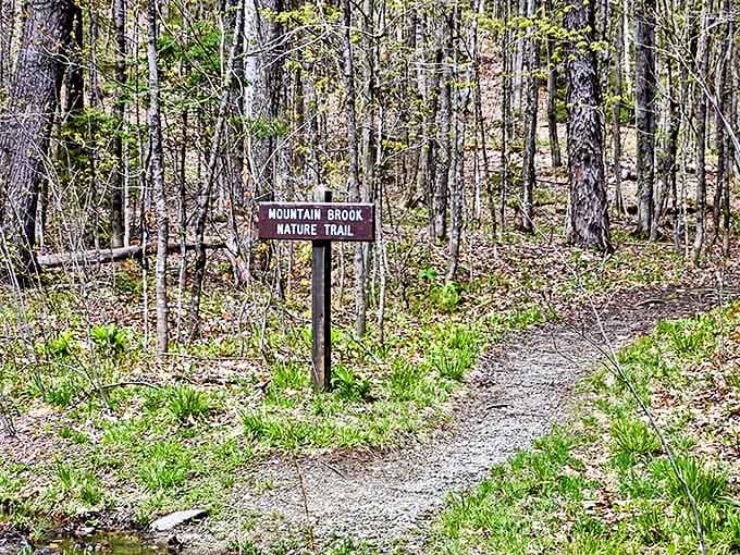 Mountain Brook Nature Trail: where every step feels like you're walking through pages of a field guide to Vermont's woodland treasures.