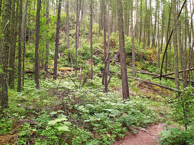 Forest bathing, Idaho-style&mdash;where fallen logs become nature's obstacle course and every breath feels like premium oxygen.