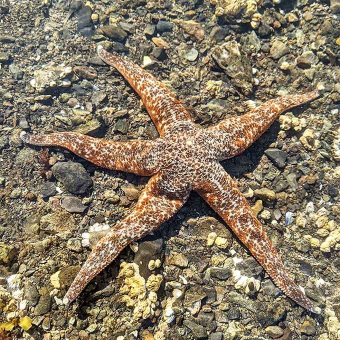 The original five-star rating system, this starfish lounges on nature's beach like it owns the place&mdash;and frankly, it does.