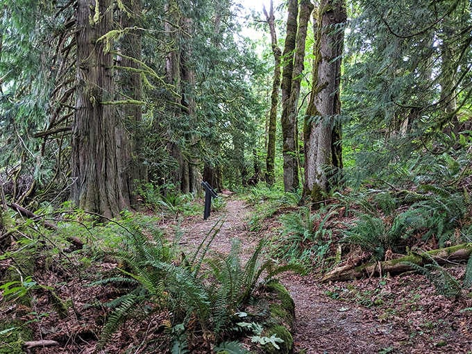 Old-growth forest where the trees have been standing longer than most countries have existed. Walking here is like time-traveling through botanical history.