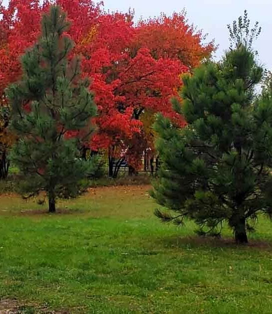 dreamy park south dakota ftr